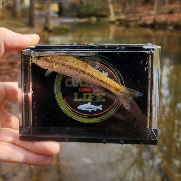 The Crick Chamber Fish Photo Box – Creek Life Lure Co.