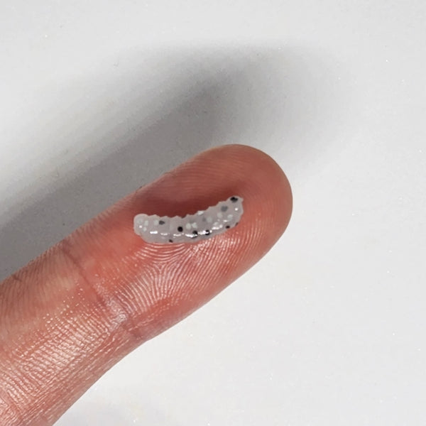0.5" Inch Micro Maggot Fly Larvae "The Apple Maggot" – Creek Life Lure Co.